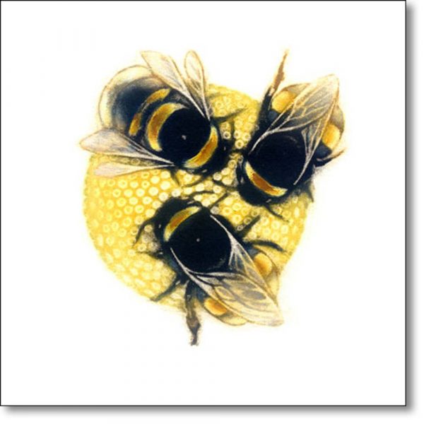 Louise Bird | Walsingham Gallery and Framing | Printmaker